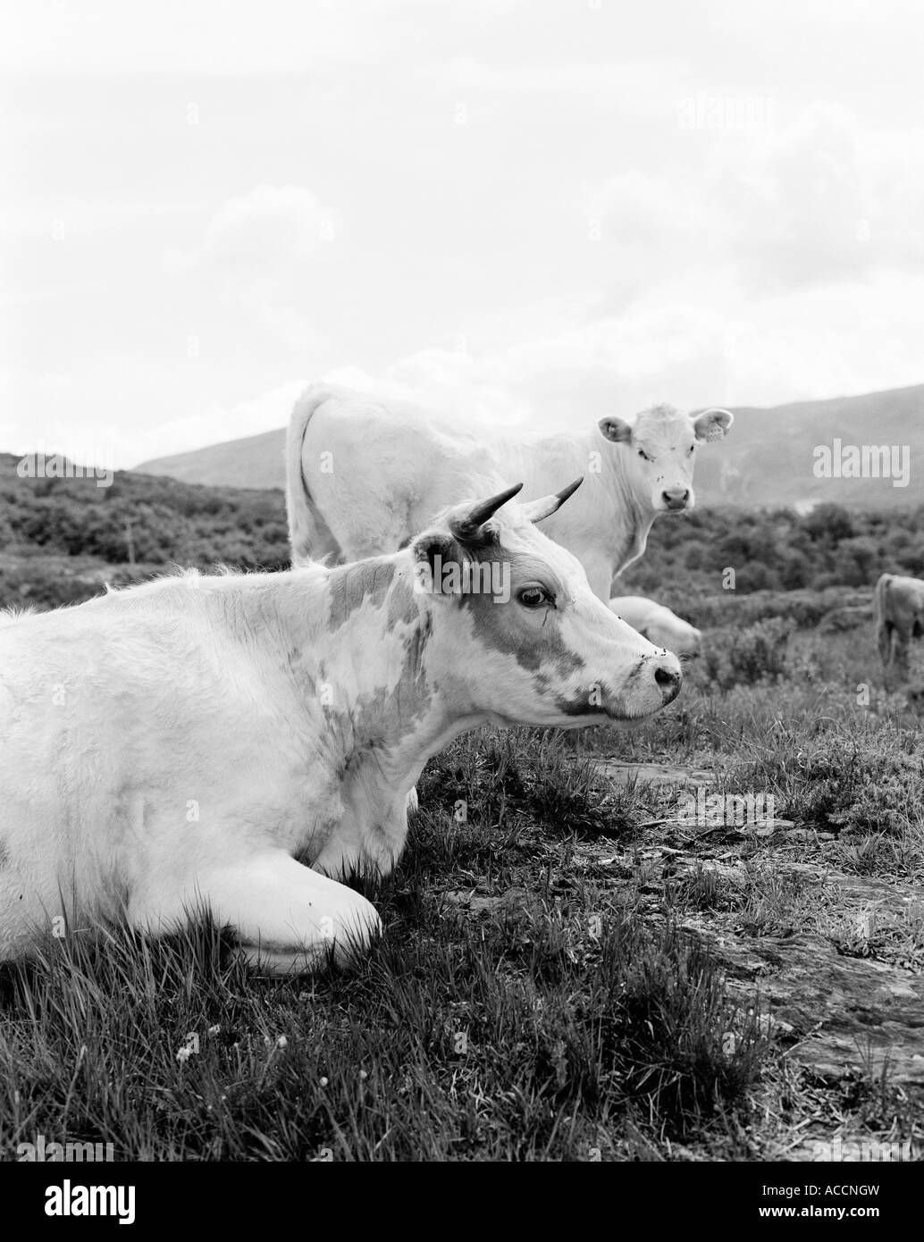 Bull and a cow hi-res stock photography and images - Alamy