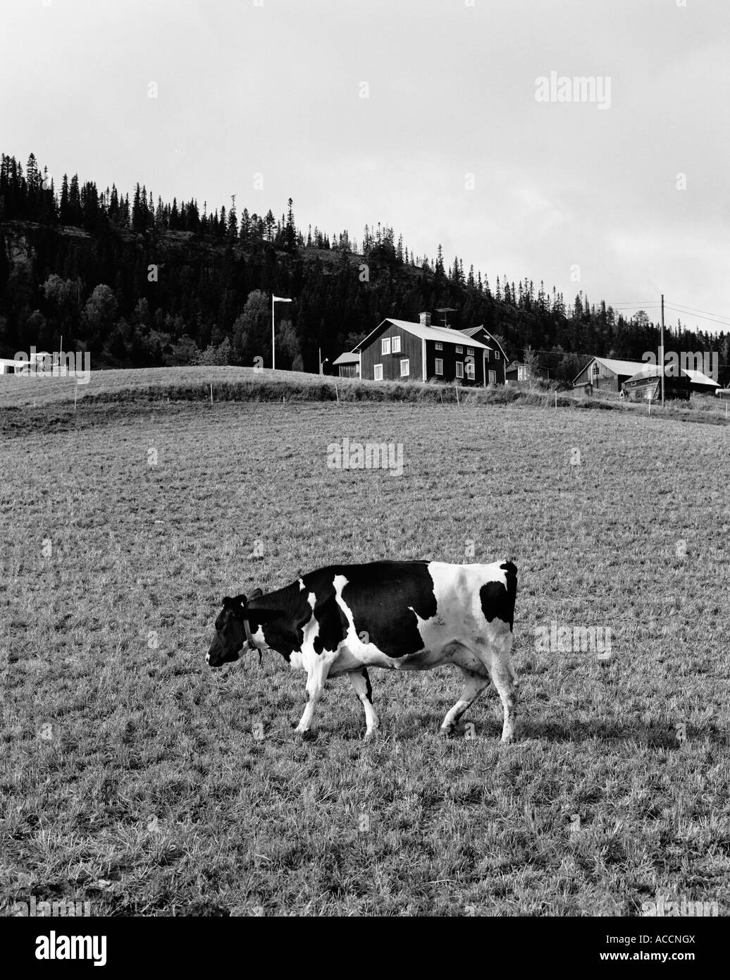 A cow in a pasture Stock Photo - Alamy