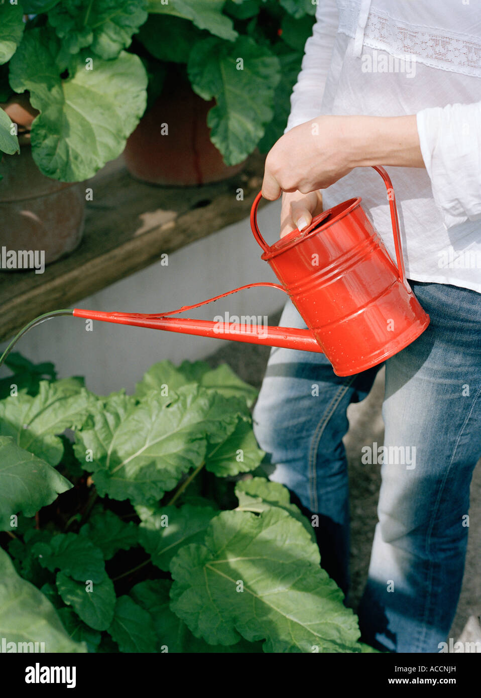 Plants being watered Stock Photo - Alamy