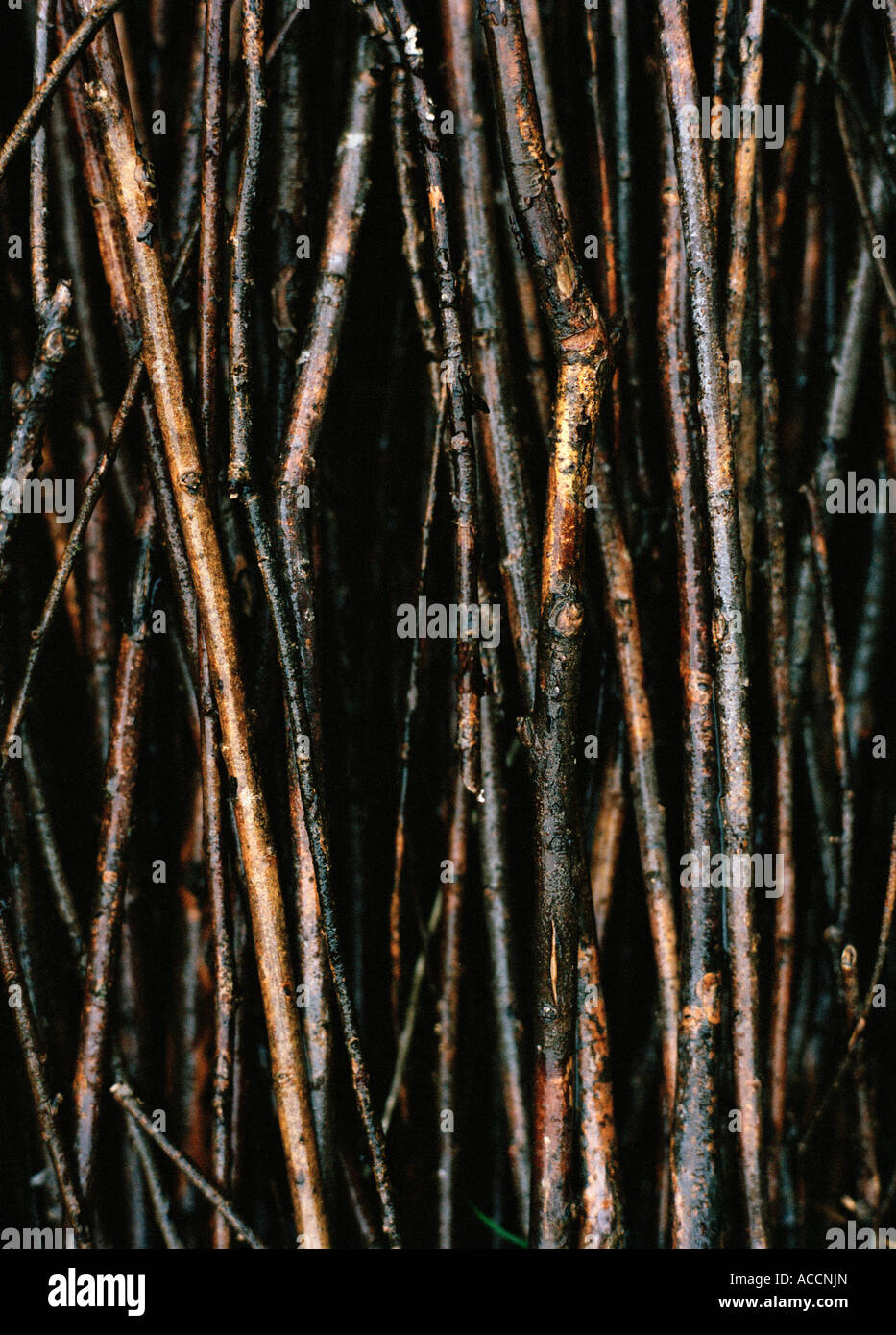 Frame with twigs hi-res stock photography and images - Alamy