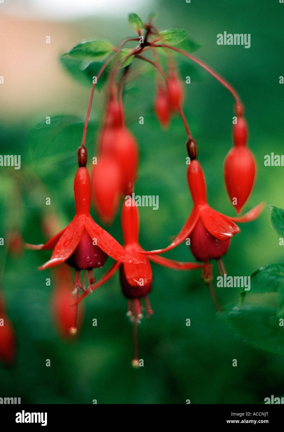Red fuchsia close-up Stock Photo - Alamy