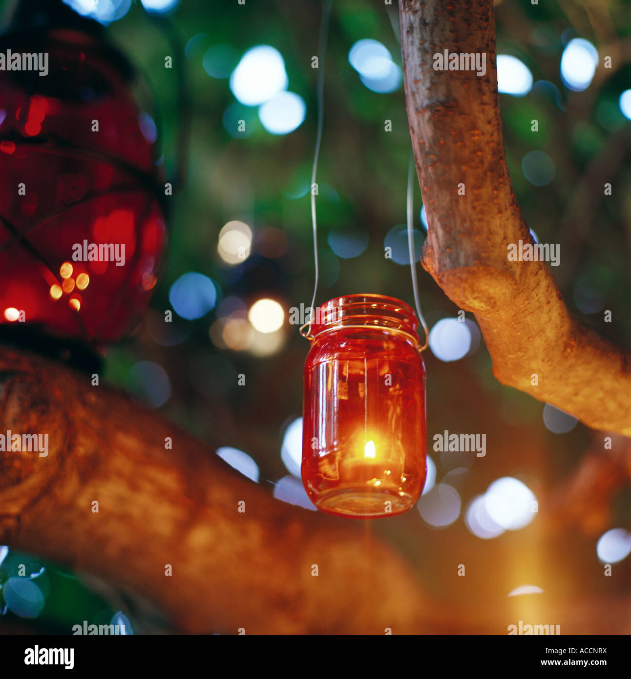 A lantern in a tree Stock Photo - Alamy