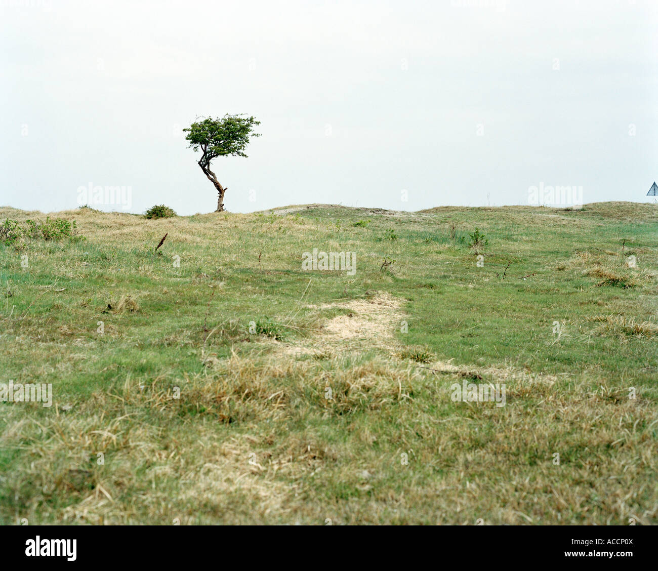 A tree on a moor Stock Photo - Alamy