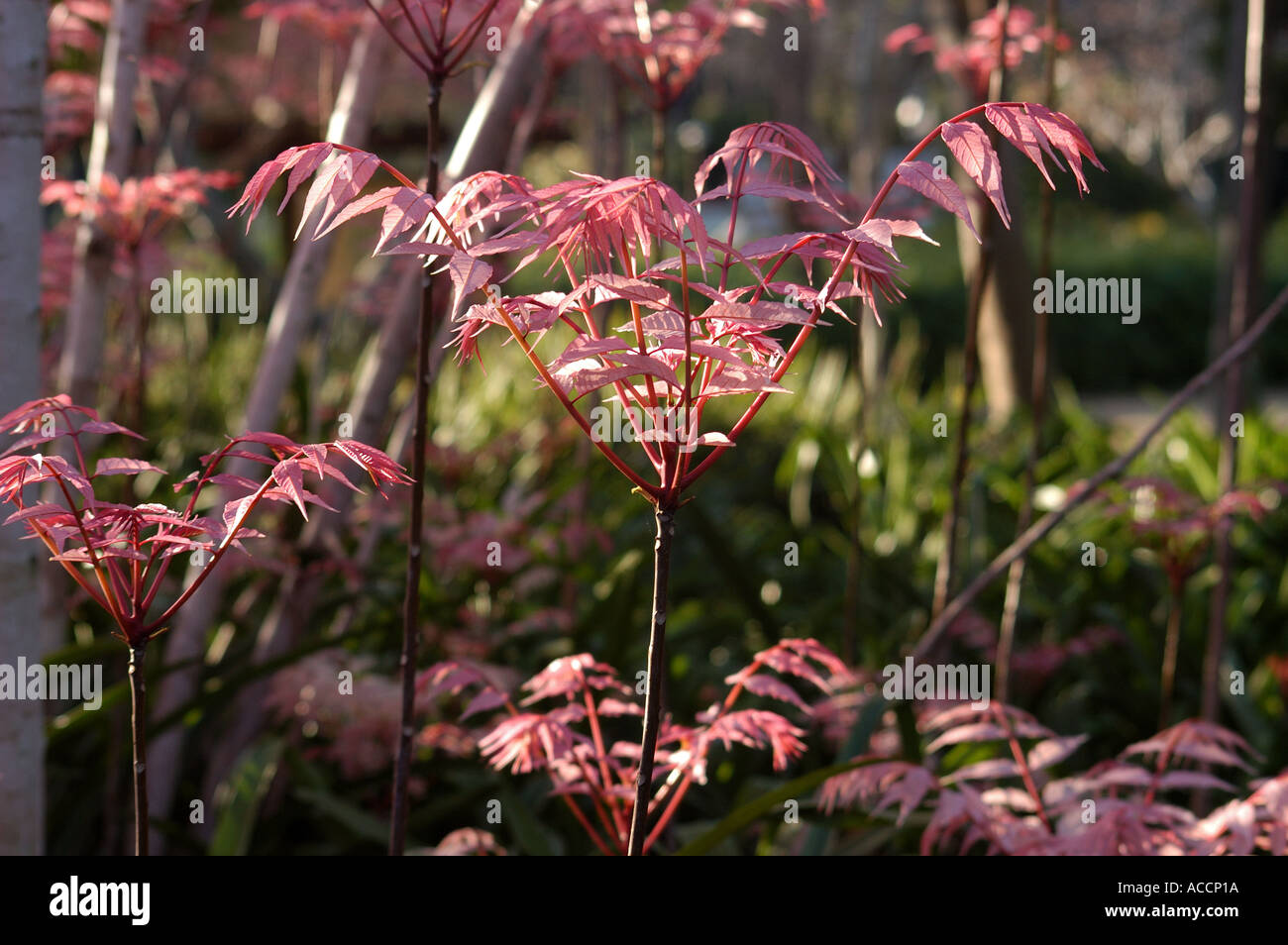 Chinese Toon Tree Stock Photo - Alamy