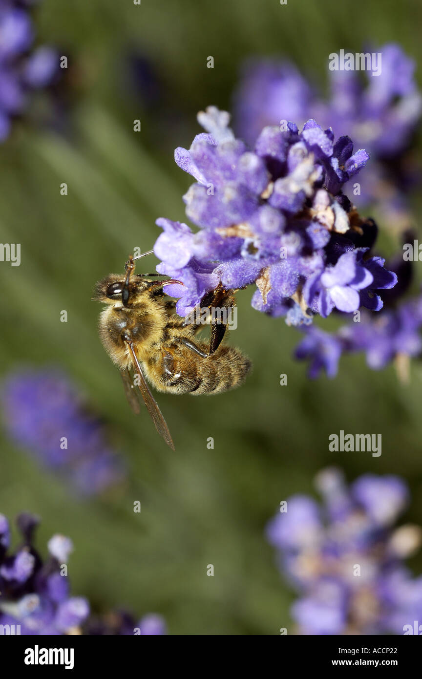 Honey bee apis mellifera feeding on lavender lavandula angstifolia ...