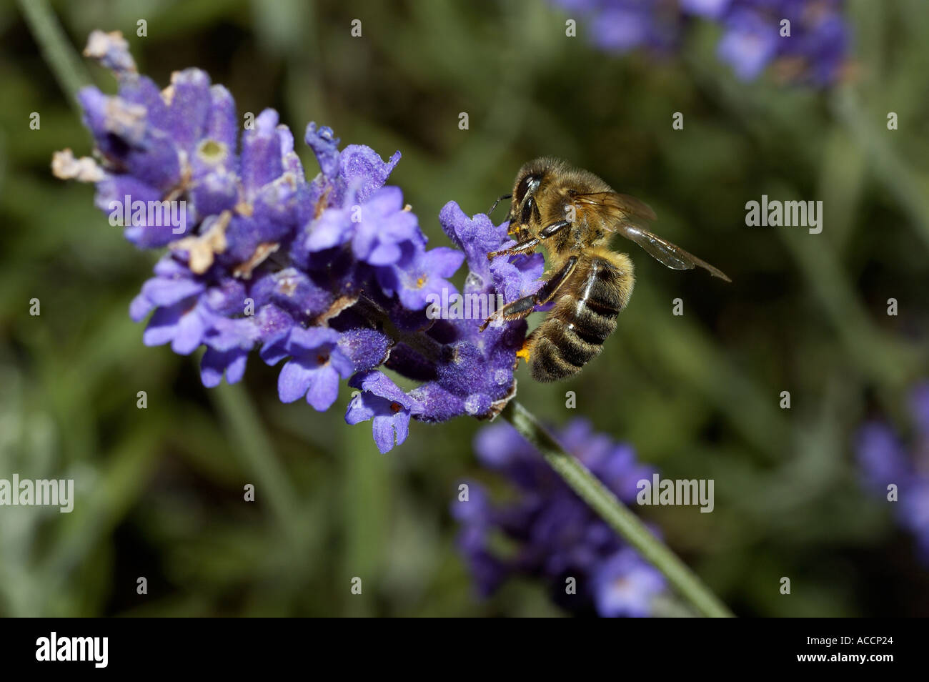Honey bee apis mellifera feeding on lavender lavandula angstifolia ...