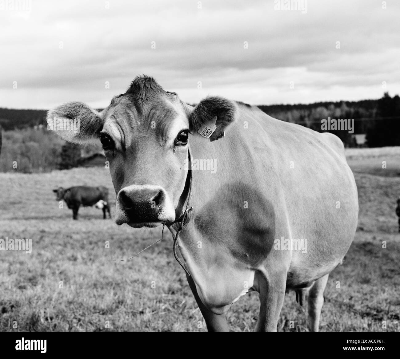 Close up cow pasture Black and White Stock Photos & Images - Alamy