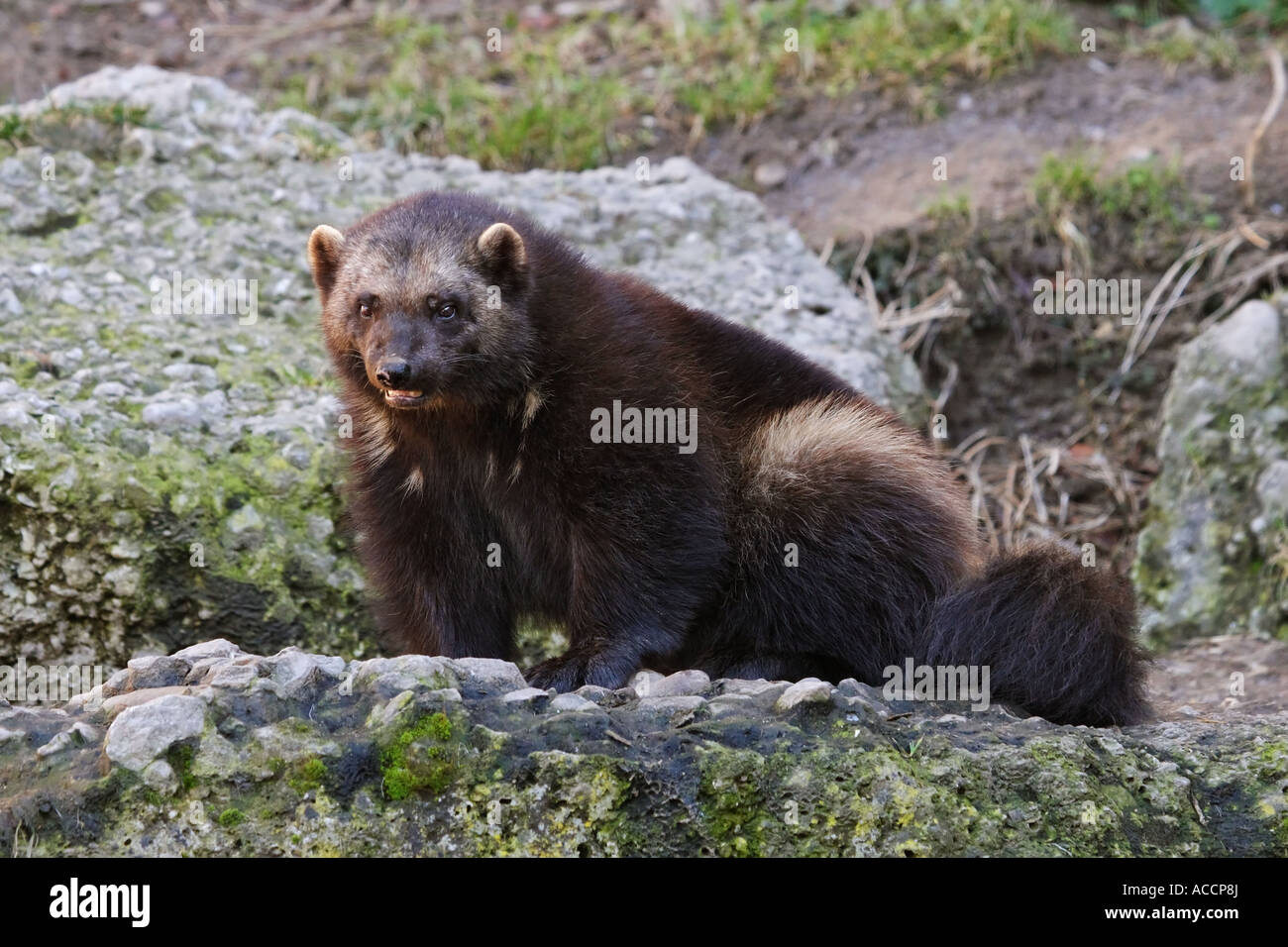 Wolverine animal with prey hi-res stock photography and images - Alamy