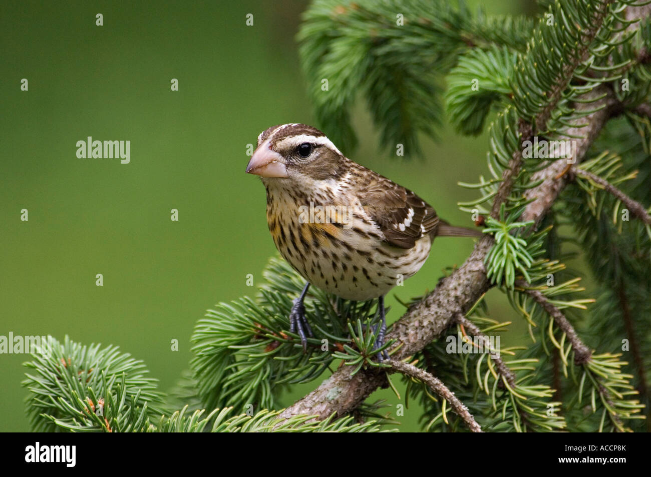 Grossbeak hi-res stock photography and images - Alamy