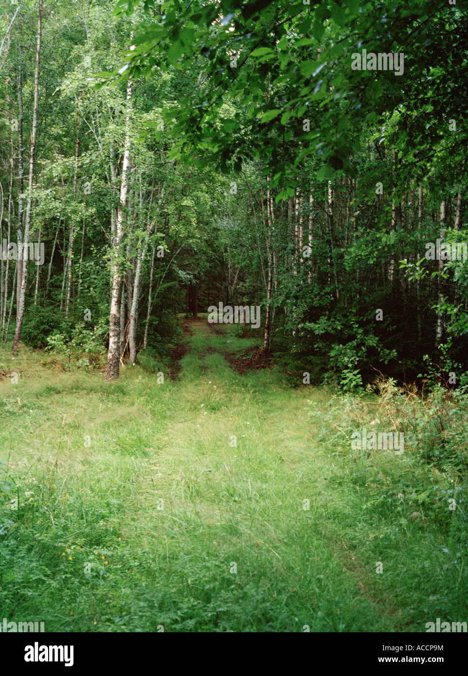 A forest road in a forest Stock Photo - Alamy