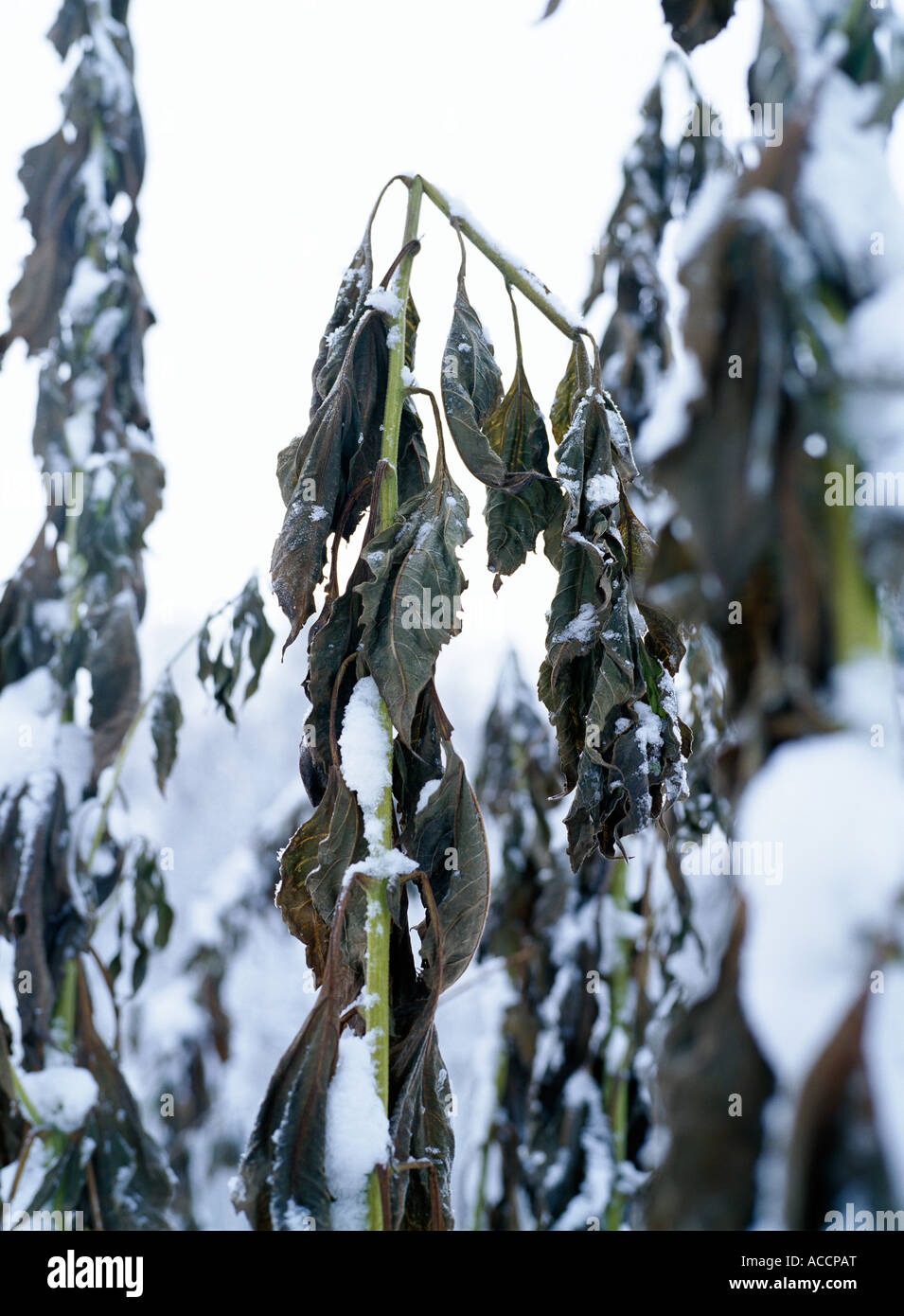 Withered plants in the winter Stock Photo - Alamy