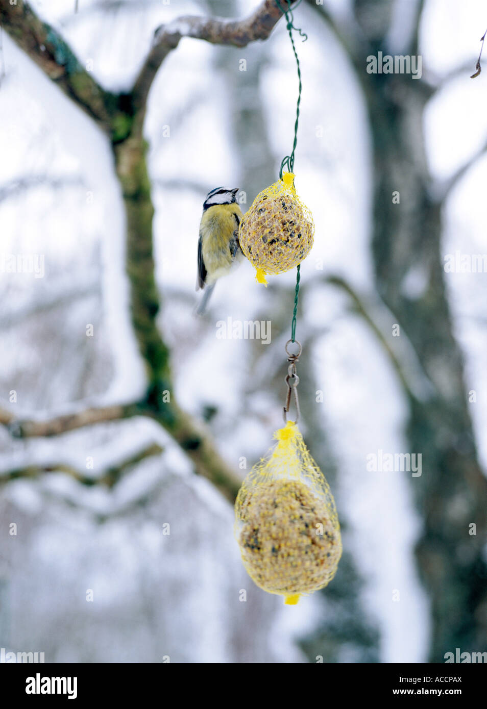 A titmouse eating from a ball of tallow Stock Photo - Alamy