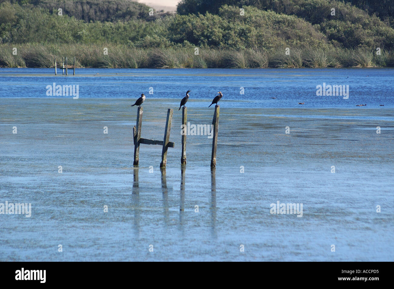 Oso Flaco High Resolution Stock Photography and Images - Alamy