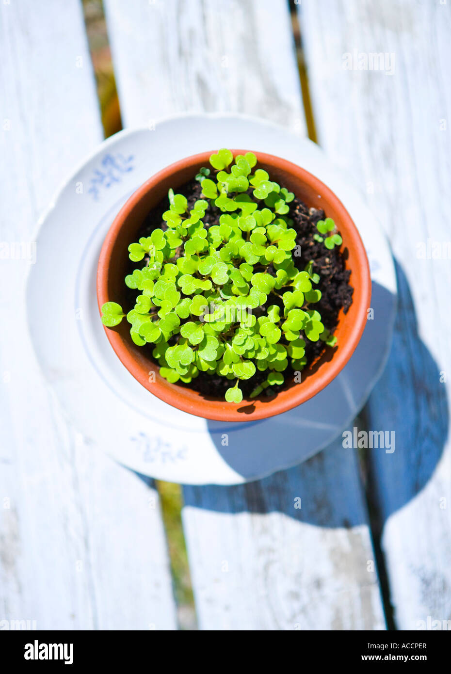 A potted plant photographed from above Stock Photo - Alamy