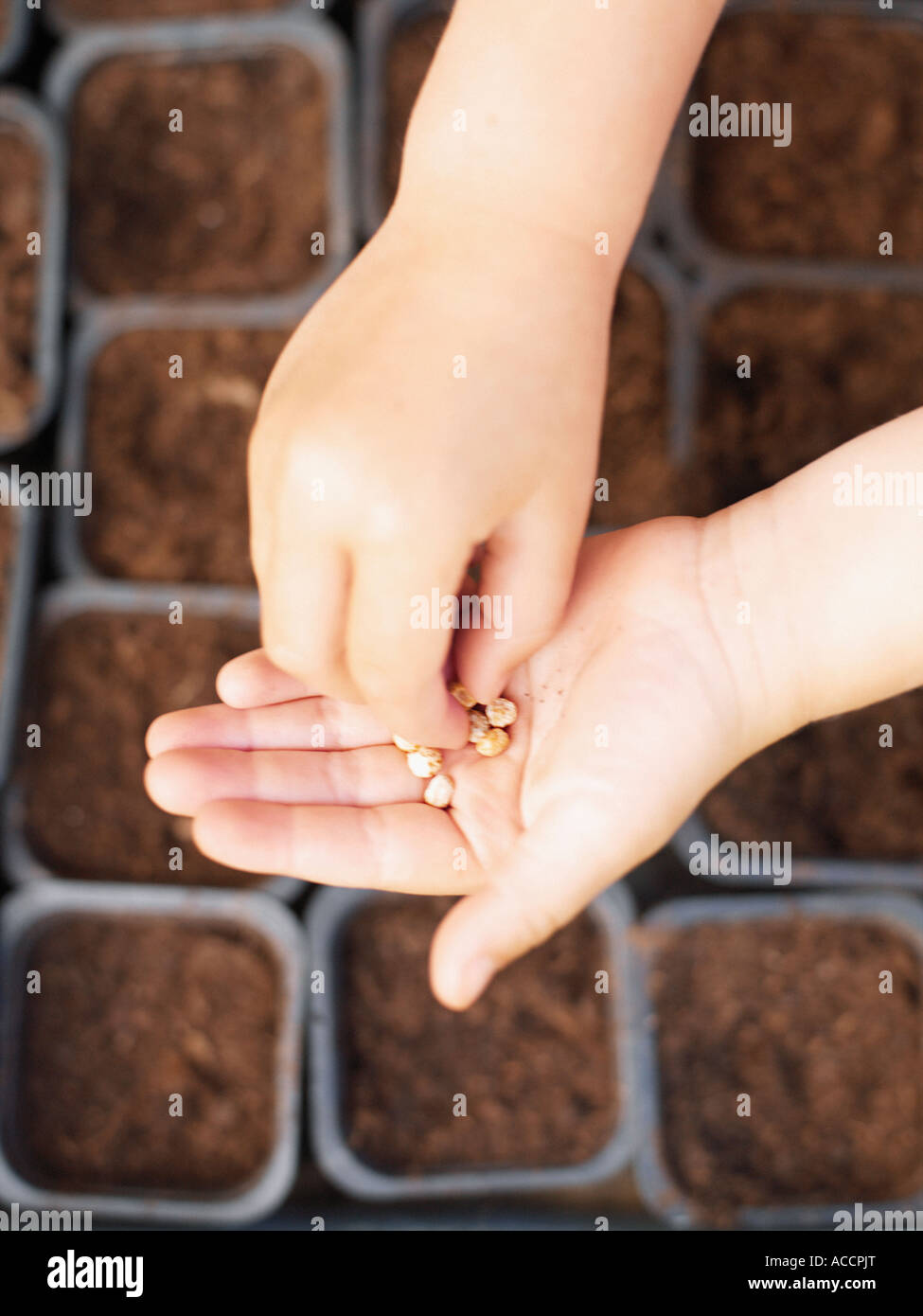 Seeds being planted Stock Photo - Alamy