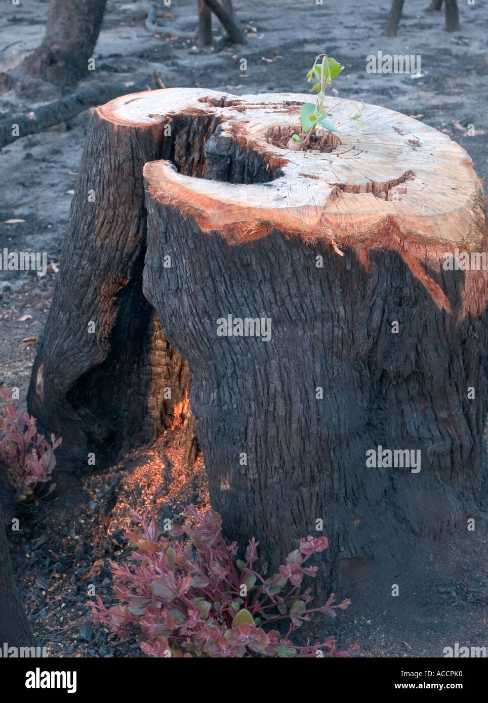 RE GROWTH IN CHARRED TREE STUMP HALLS GAP, THE GRAMPIANS NATIONAL PARK ...
