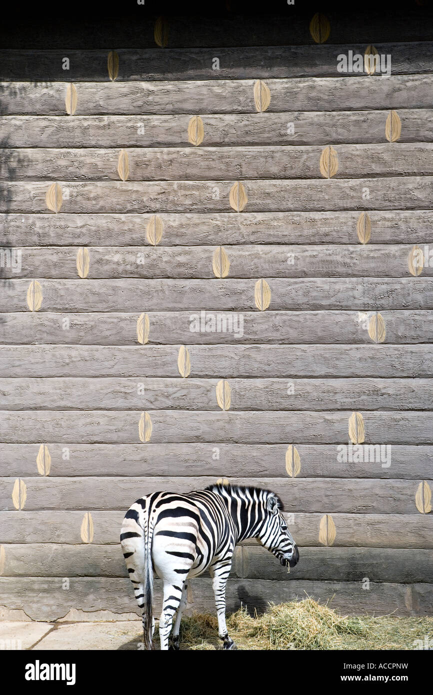 Zebra australia zoo hi-res stock photography and images - Alamy