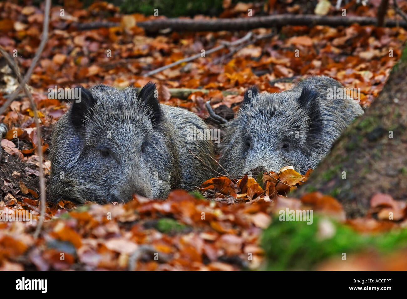 Wildschwein, Sus scrofa Stock Photo - Alamy
