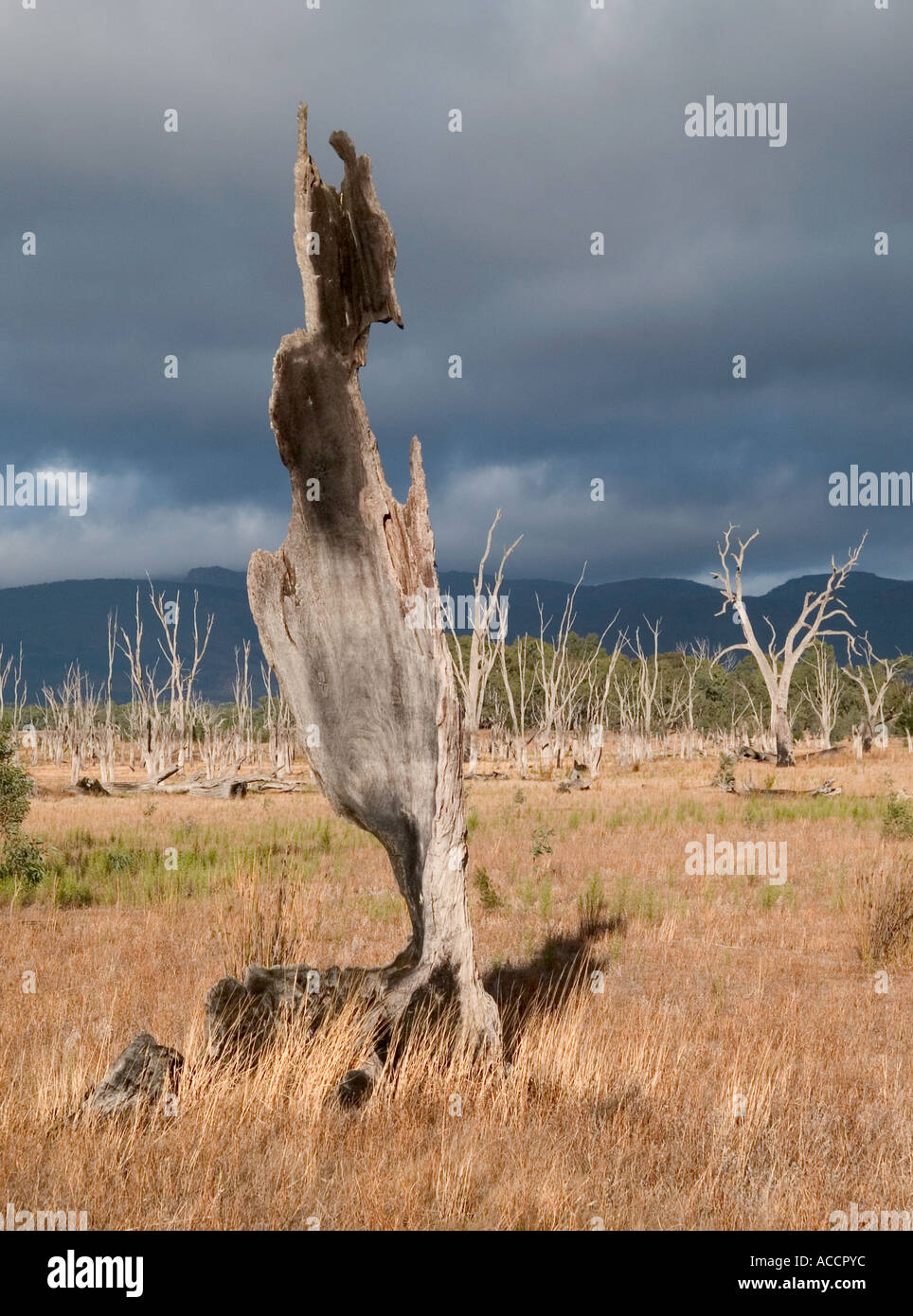 TREES NEAR LAKE FYANS AND MOUNT WILLIAM RANGE, HALLS GAP, THE GRAMPIANS ...