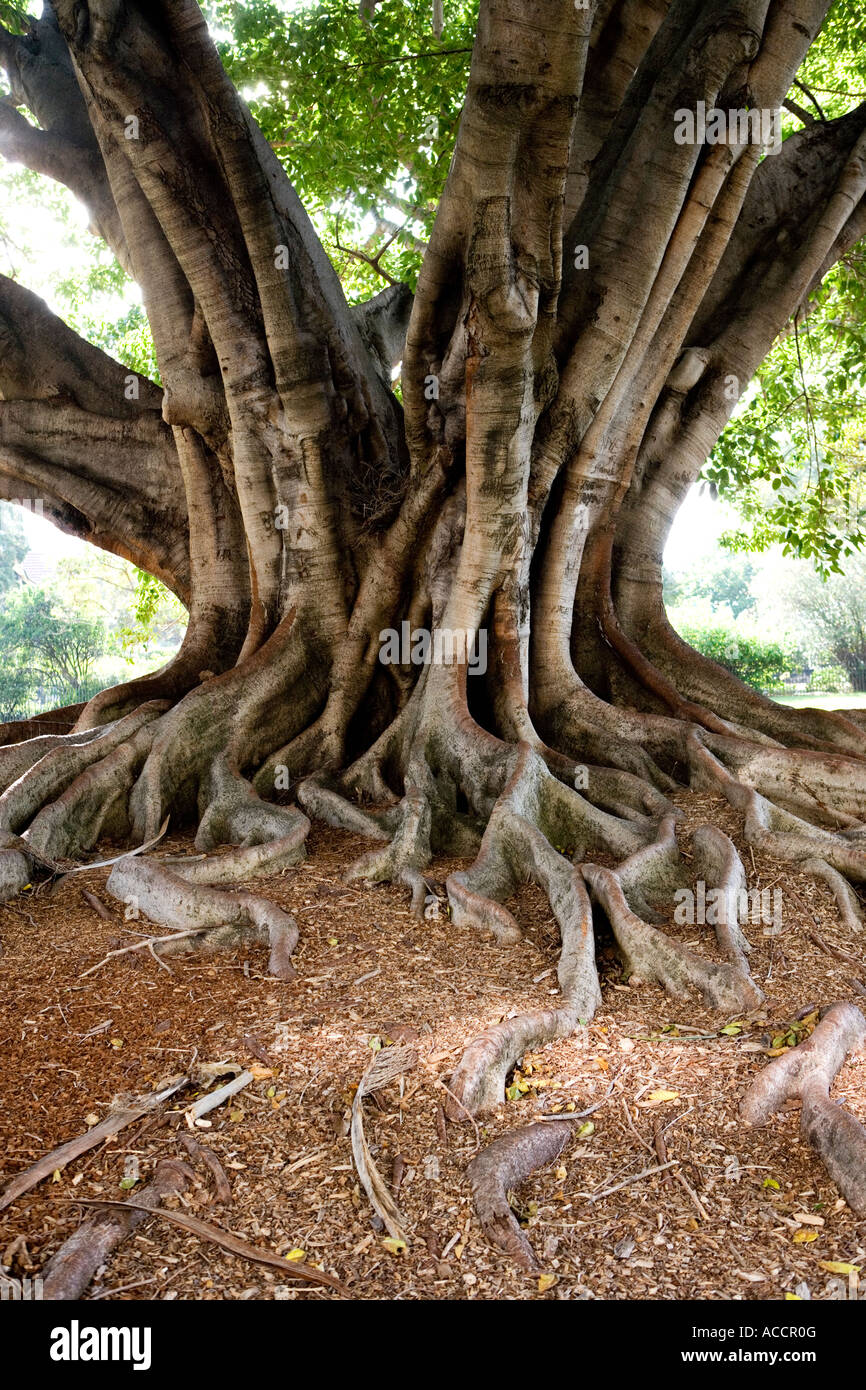 Tree-roots on a tree Stock Photo - Alamy