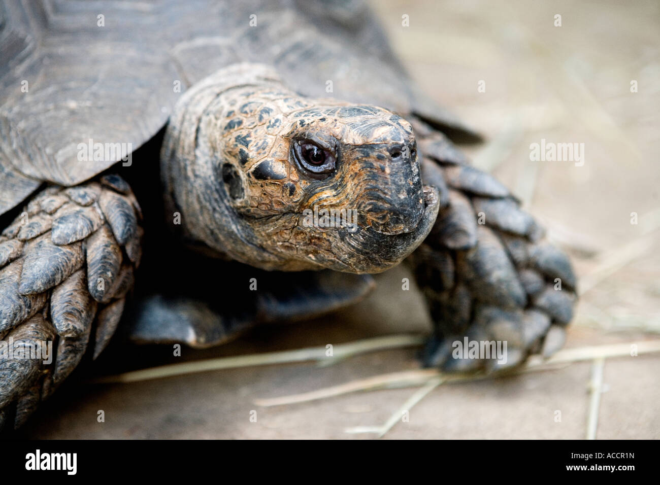 A tortoise close-up Stock Photo - Alamy