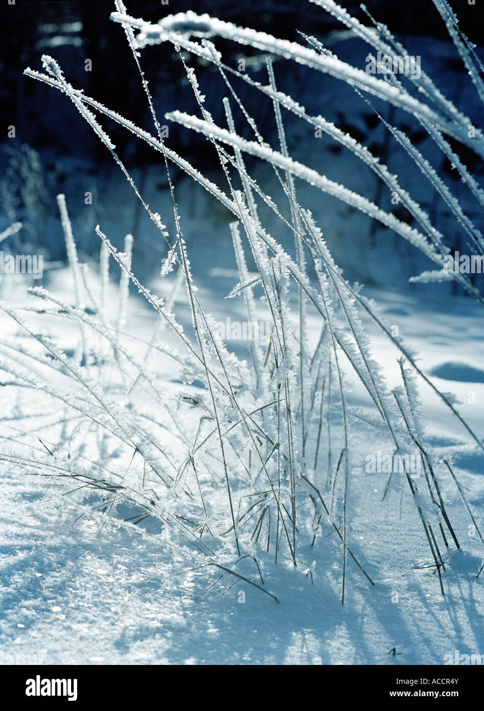 Plants covered in snow Stock Photo - Alamy
