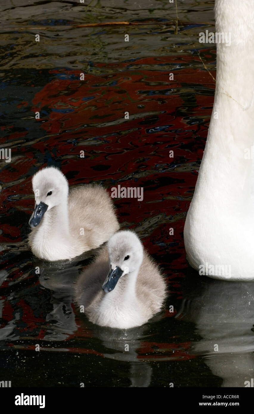 Two swan nestlings Stock Photo - Alamy