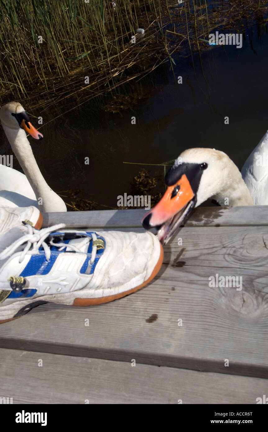 Shoe beak hi-res stock photography and images - Alamy