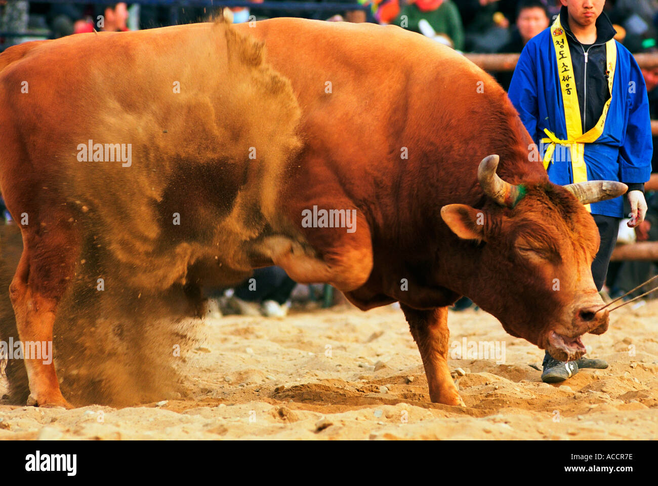 The International Bullfighting Festival in Cheongdo South Korea Stock ...