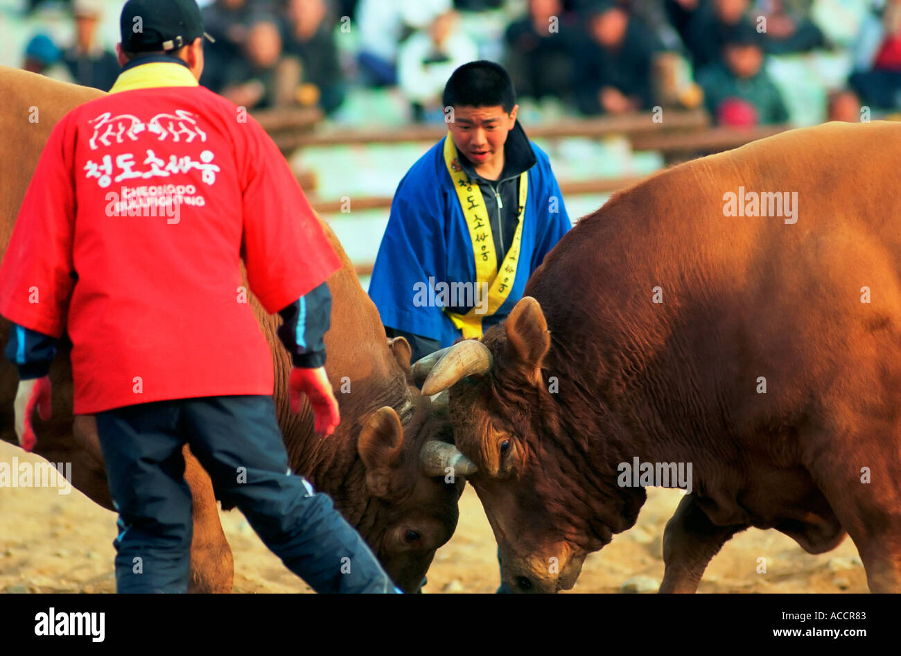 The International Bullfighting Festival in Cheongdo South Korea Stock ...