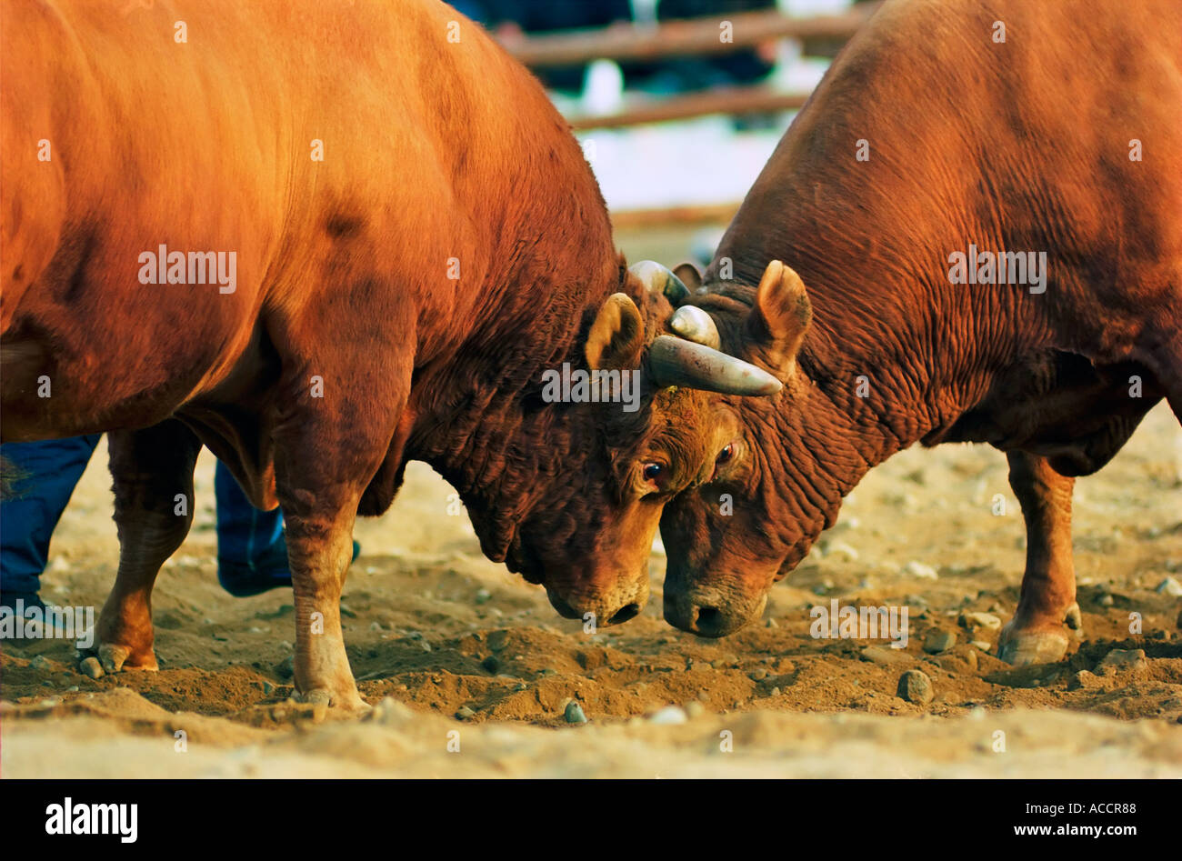 The International Bullfighting Festival in Cheongdo South Korea Stock ...