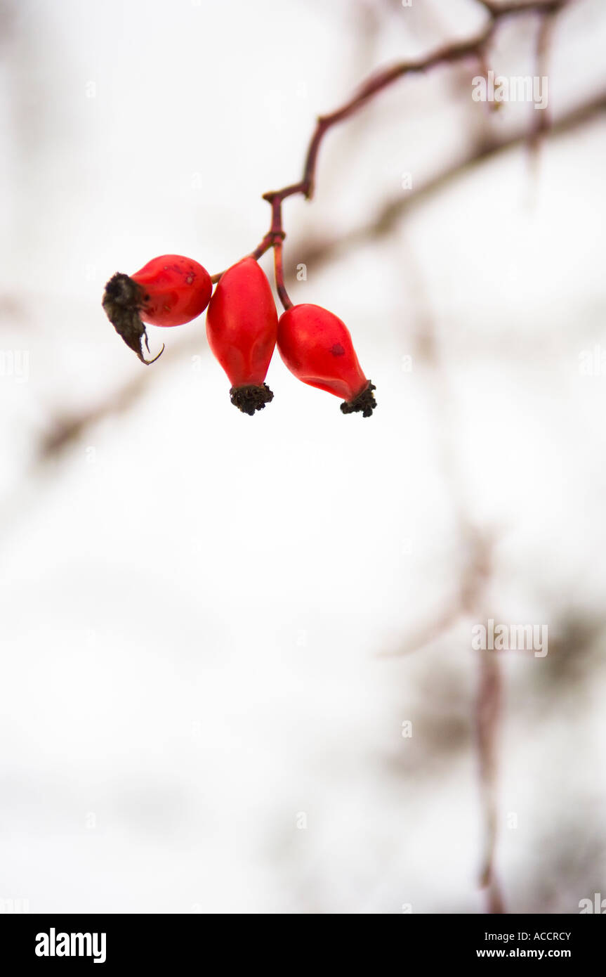 On a rose twig hi-res stock photography and images - Alamy