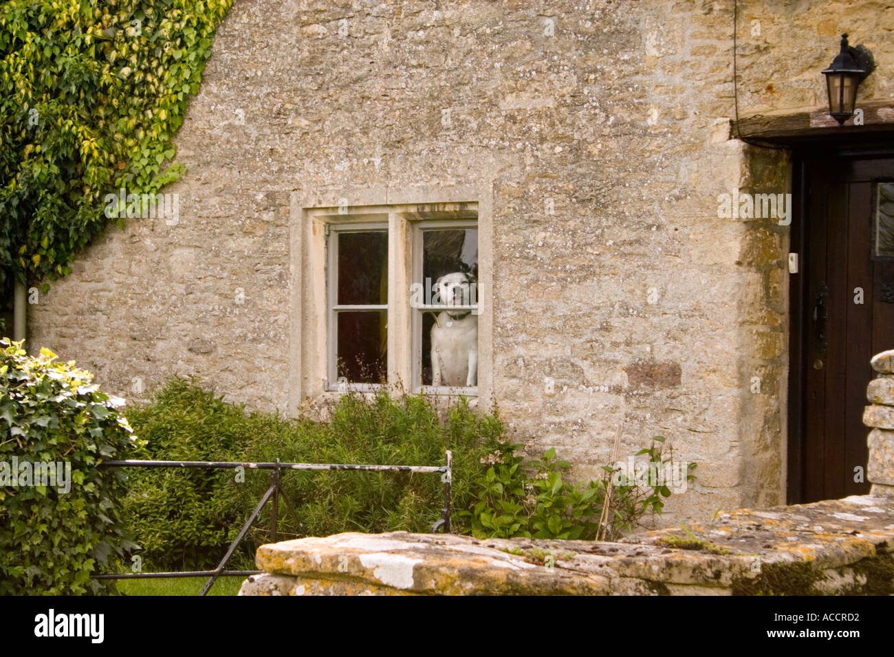 Old British style House with a dog in the window Stock Photo - Alamy