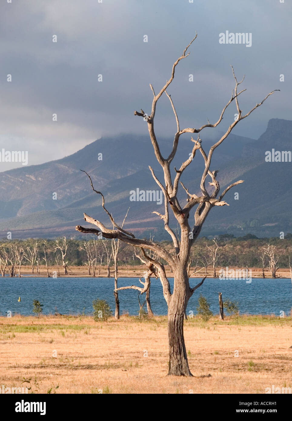 TREES NEAR LAKE FYANS AND MOUNT WILLIAM RANGE, HALLS GAP, THE GRAMPIANS ...