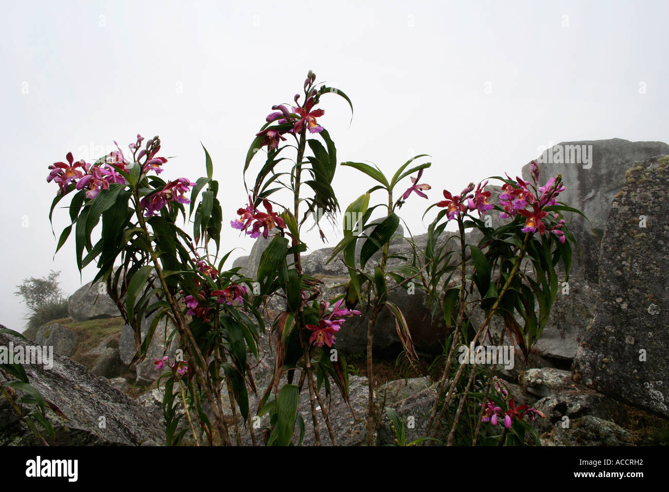 Wild plant in bloom growing on the Machu Pichu site, Peru Stock Photo ...
