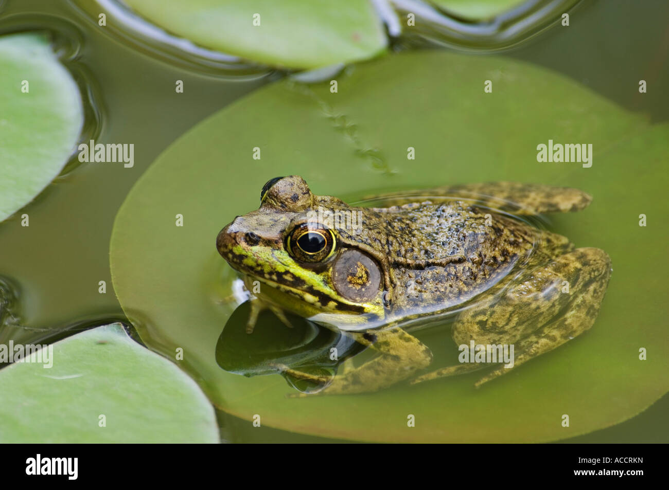 Frog Sitting on Lilly Pad in Pond Indiana Stock Photo - Alamy