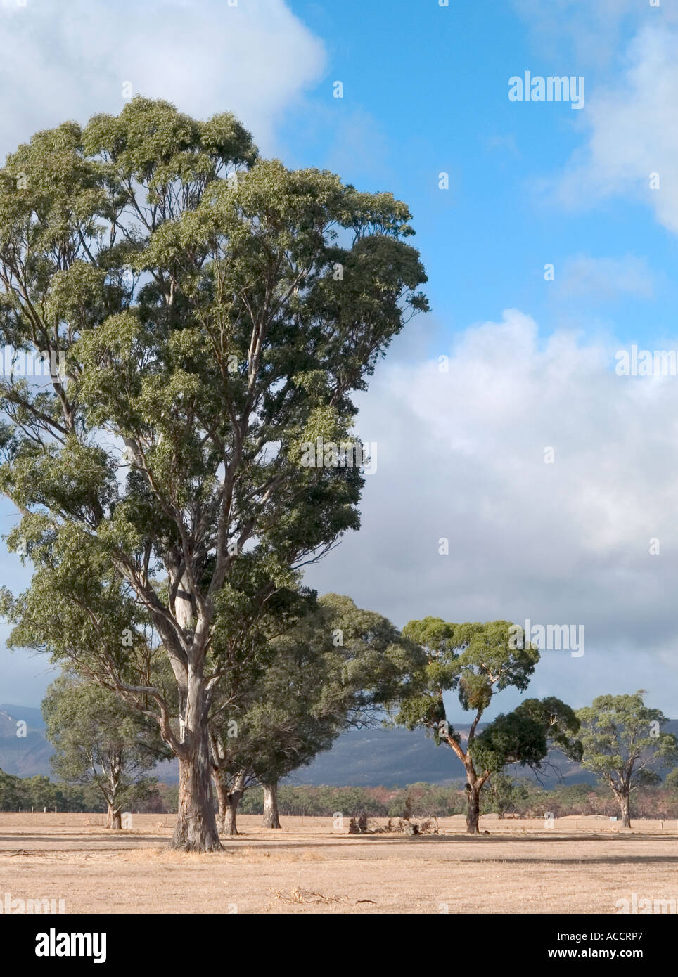 FARM LAND OUTSIDE MOUNT WILLIAM RANGE, HALLS GAP, THE GRAMPIANS ...