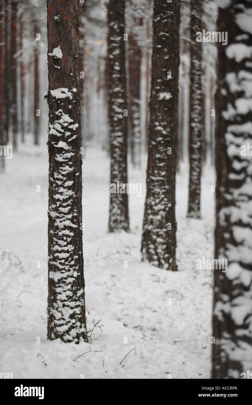 Tree trunks by winter hi-res stock photography and images - Alamy