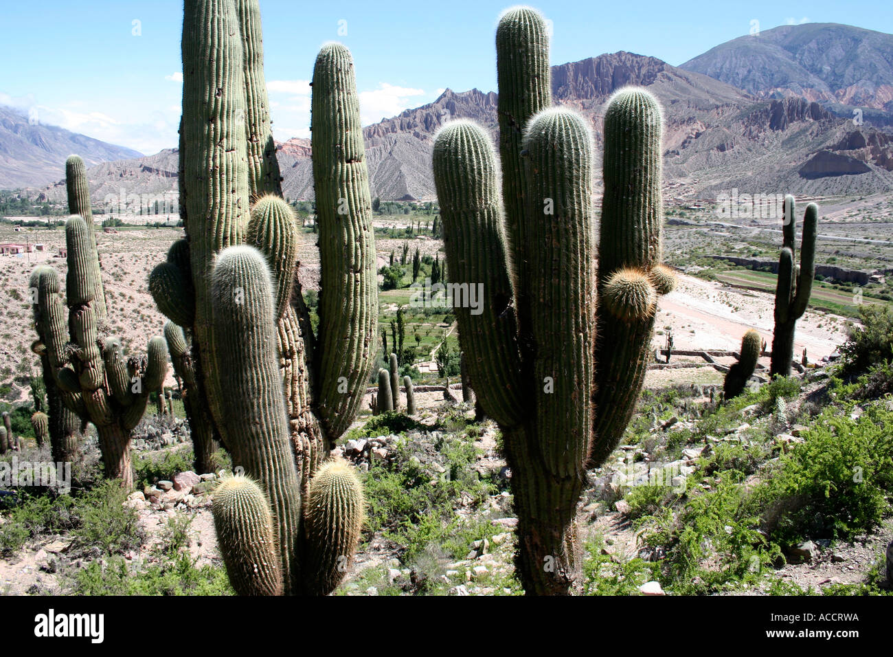 Columnar cactus hi-res stock photography and images - Alamy