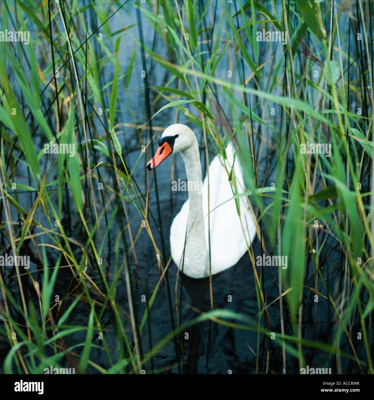 A swan surrounded by reed Stock Photo - Alamy