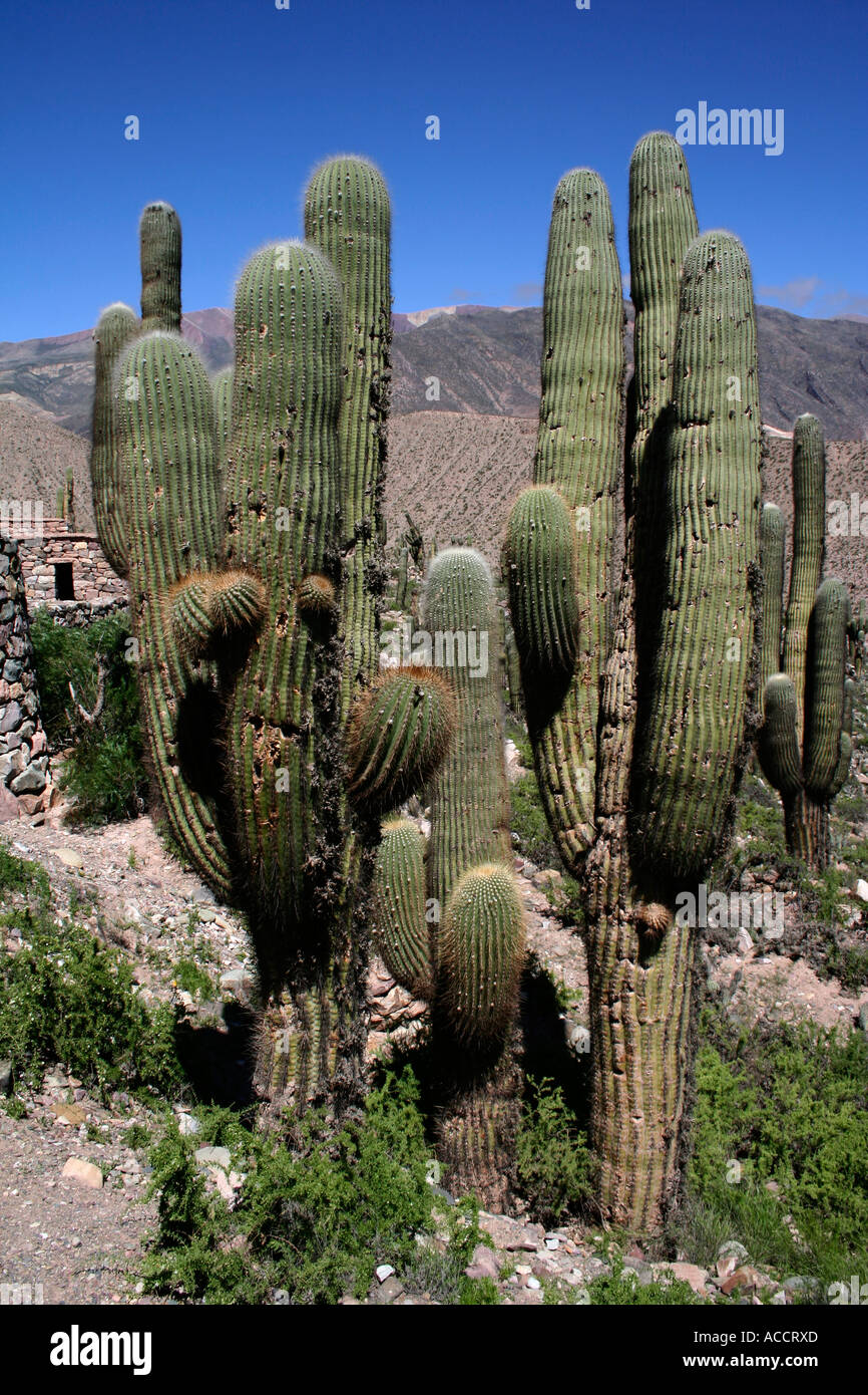 columnar cactus cacti south america countryside Stock Photo - Alamy