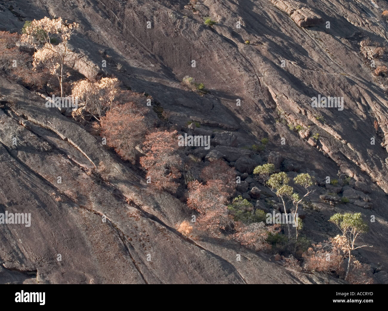 Elephants Hide Rock High Resolution Stock Photography and Images - Alamy