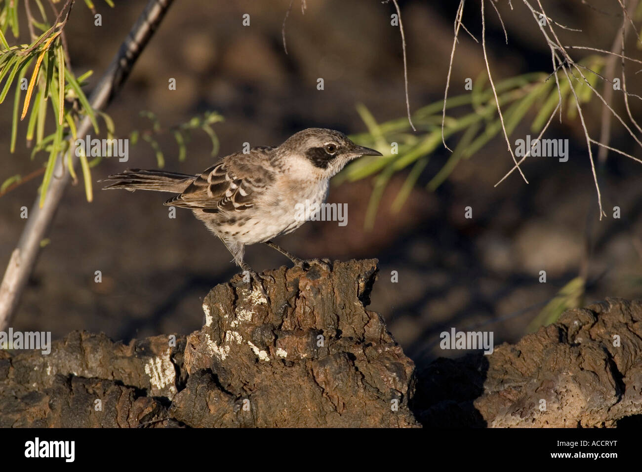 Galapagos Mockingbird photographed on Isabela island Galapagos Stock ...
