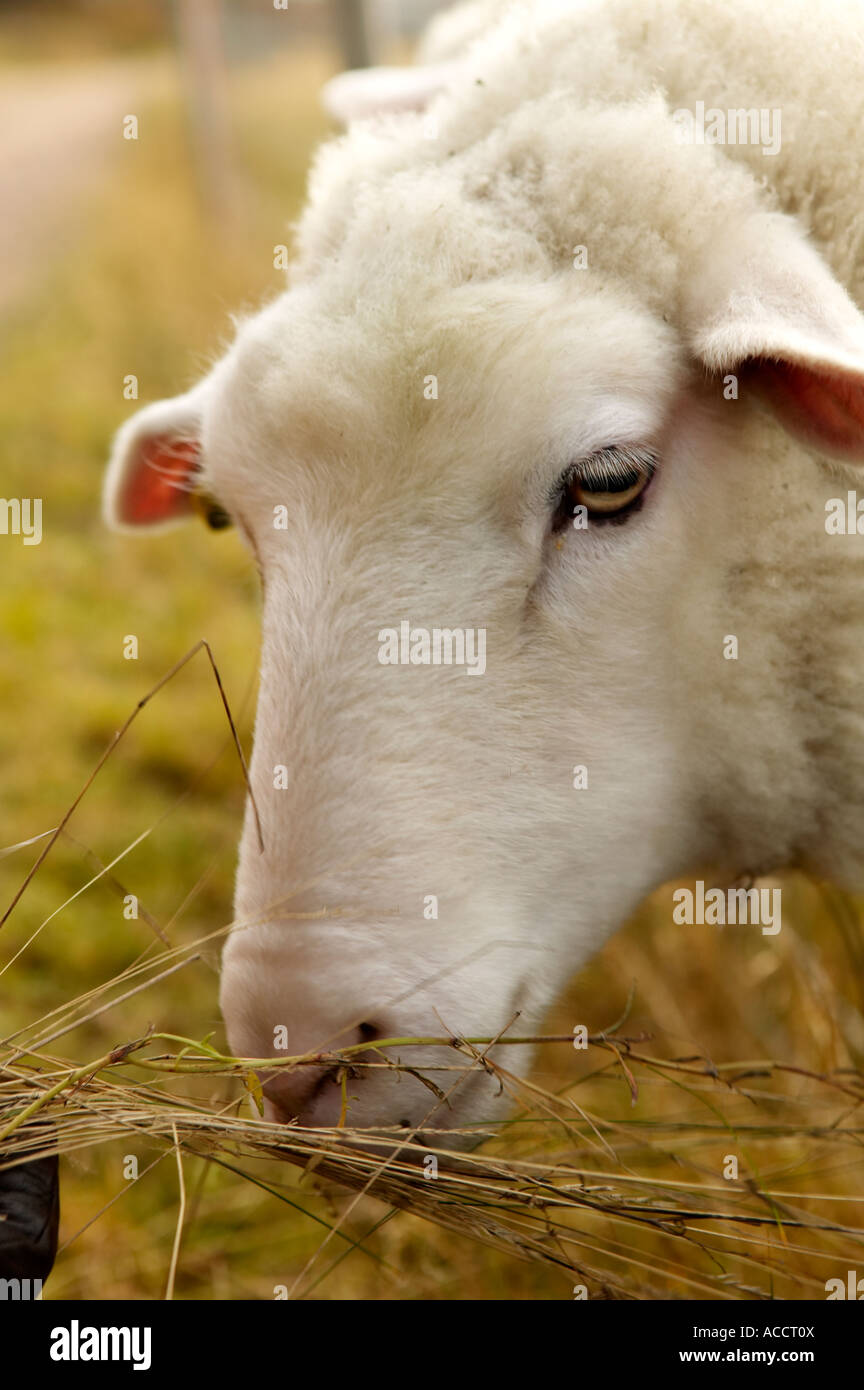 A grazing sheep Stock Photo - Alamy