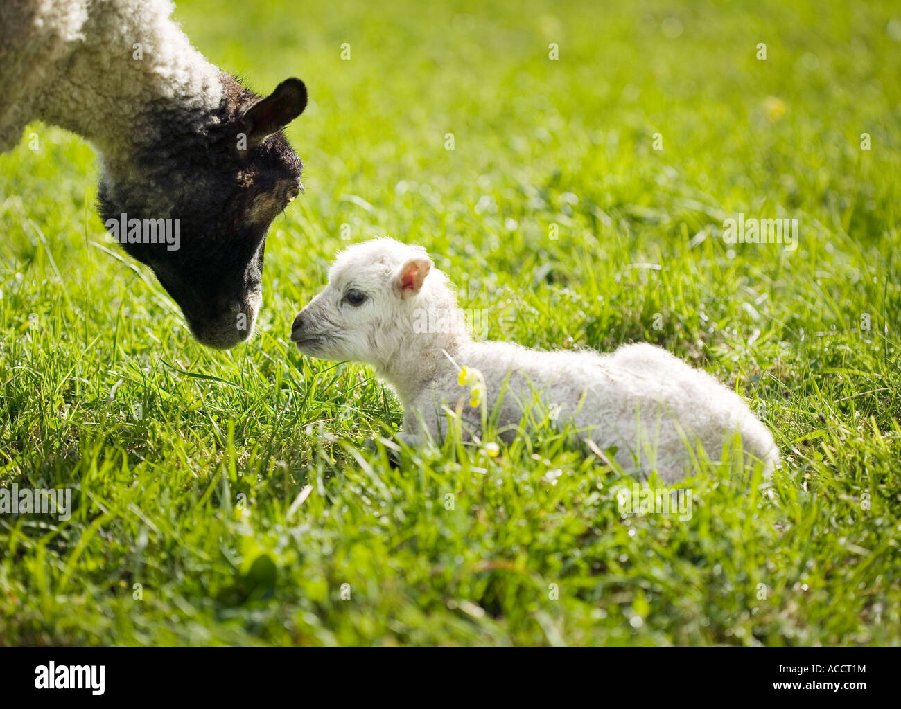 Sheep and a lamb hi-res stock photography and images - Alamy