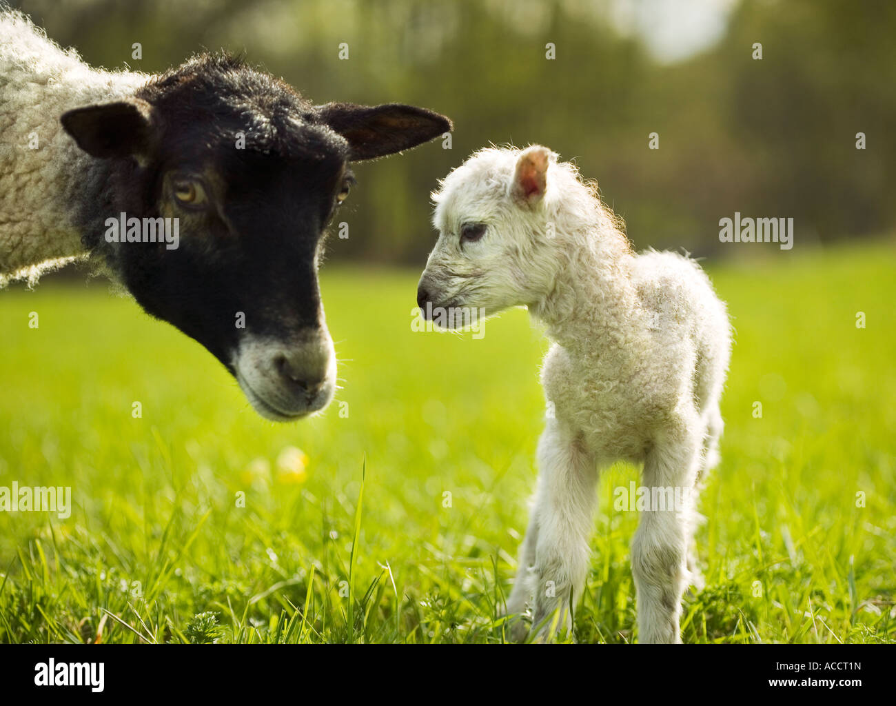 Sheep and a lamb hi-res stock photography and images - Alamy
