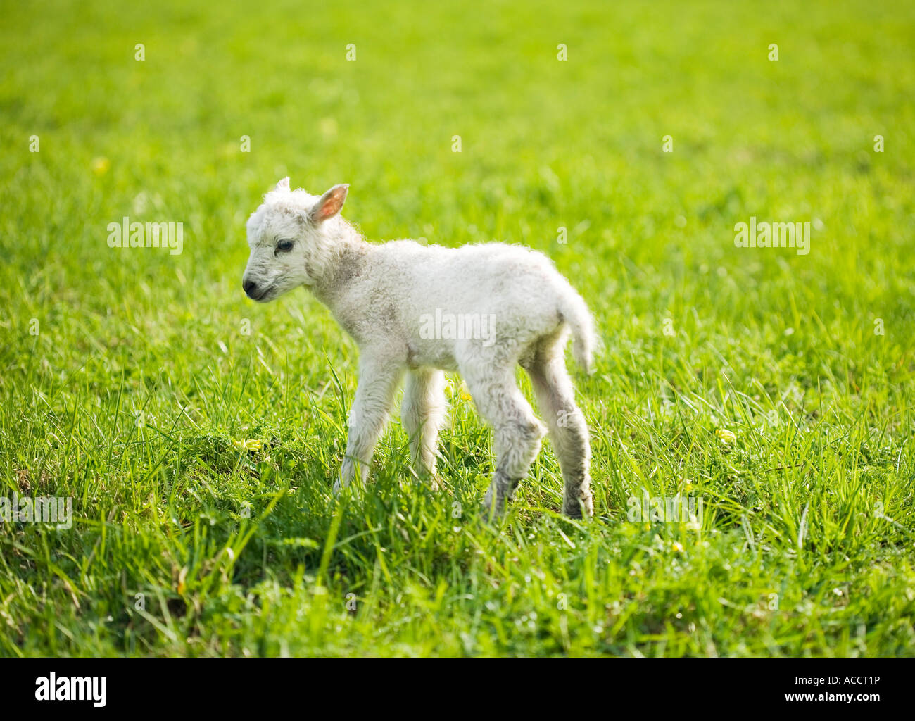 A lamb in a pasture Stock Photo - Alamy