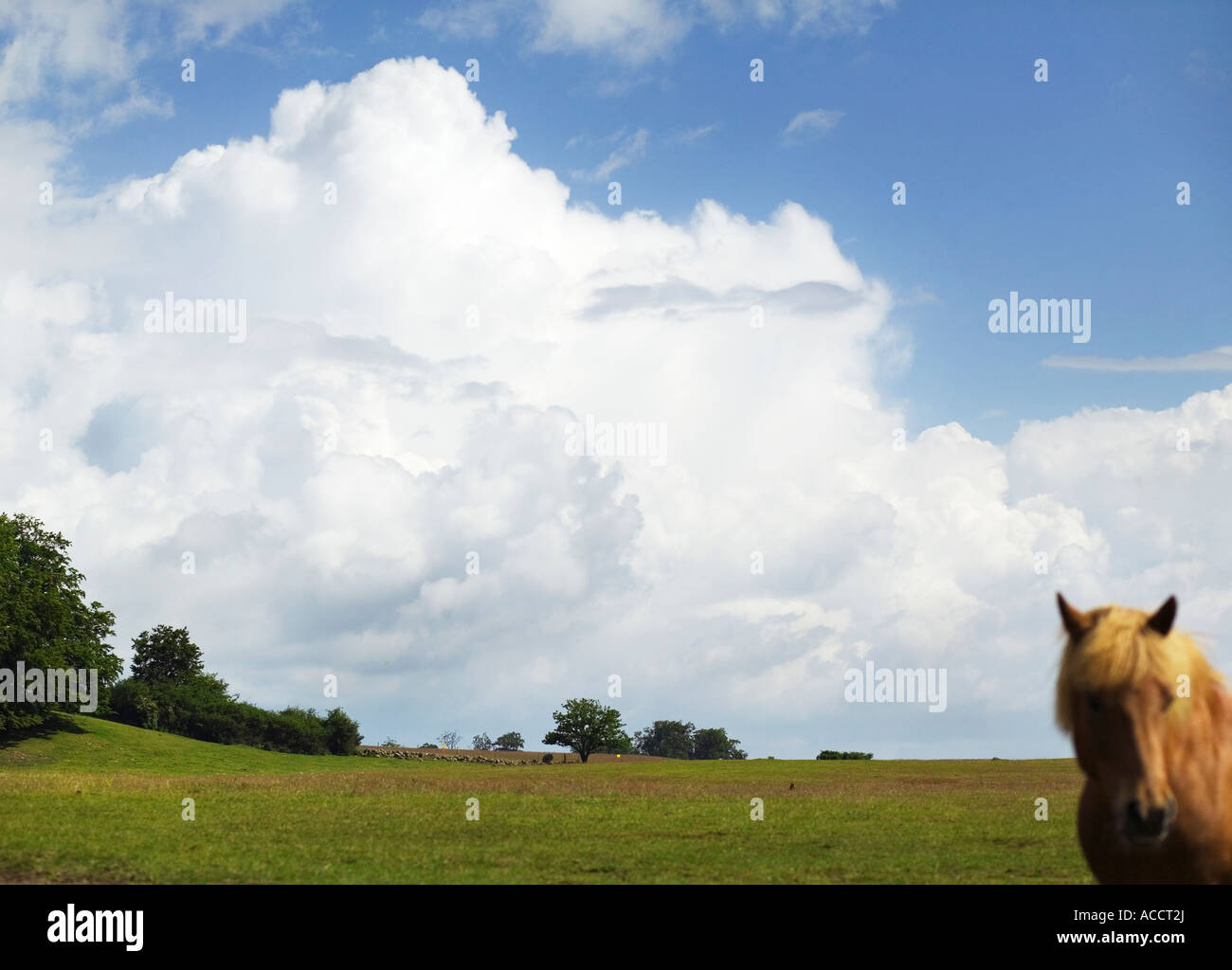 A horse in a pasture Stock Photo - Alamy