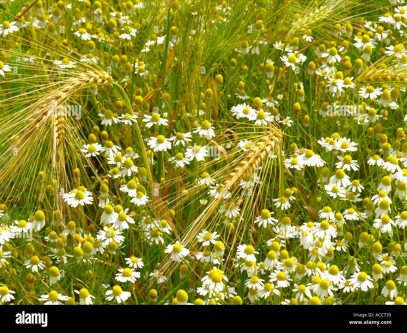 camomile chamomile Matricária chamomilla in full bloom in an oat field ...