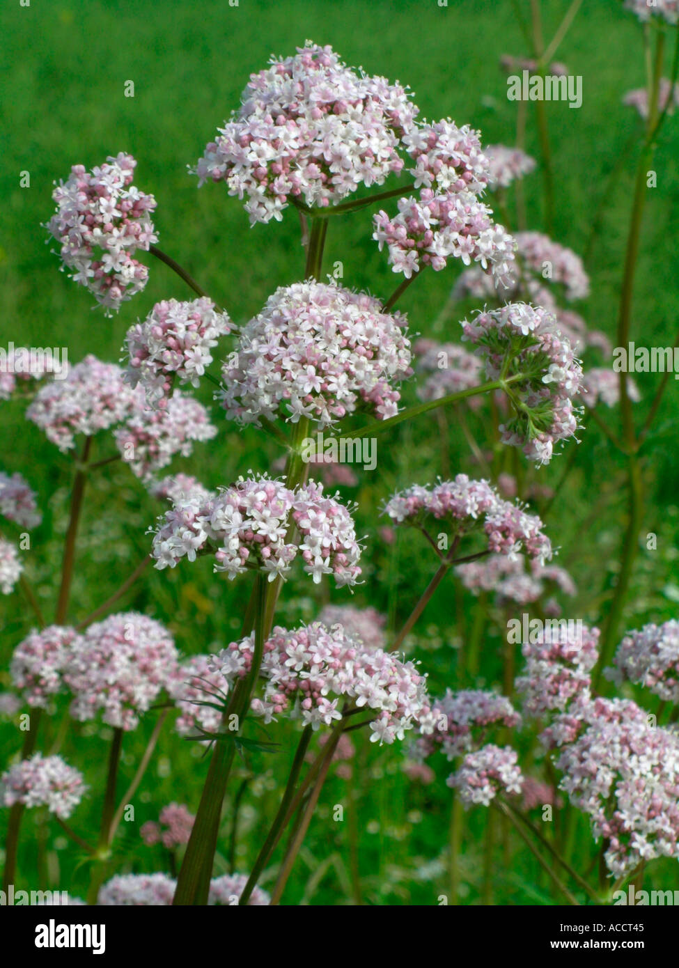 blooming valerian Valeriána officinalis Stock Photo - Alamy
